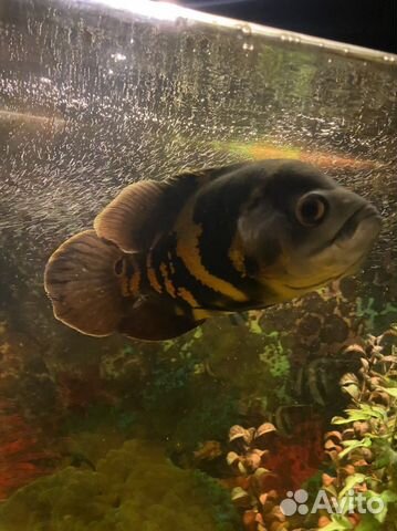 Астронотусы