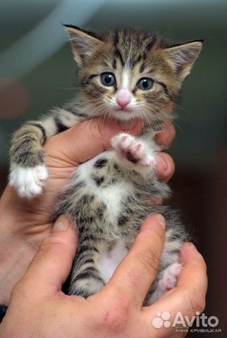 Котенок девочка в добрые руки