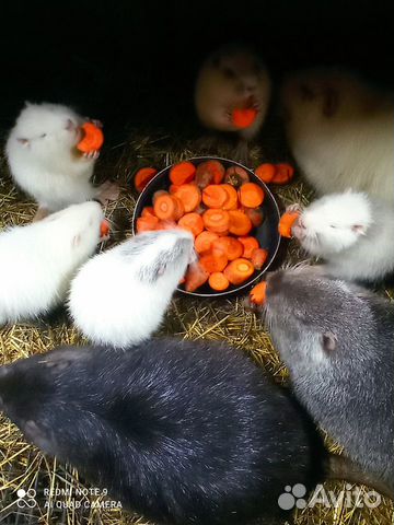 Нутрии на племя