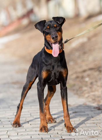 Доберман Хаммер ищет своих людей