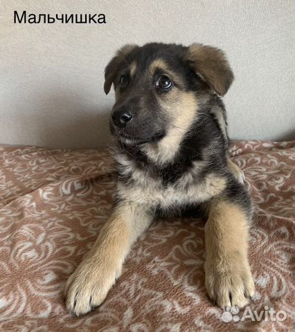 Щенки, собака