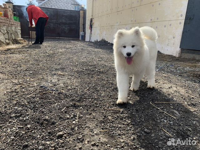 Самоедская лайка