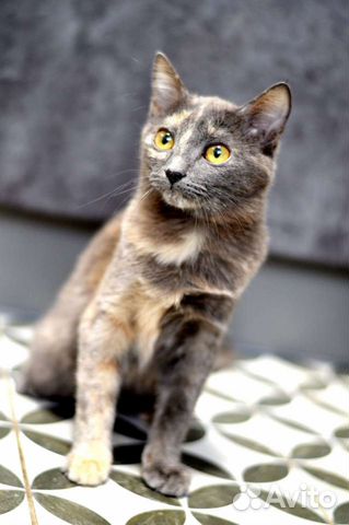 Котенок черепашка