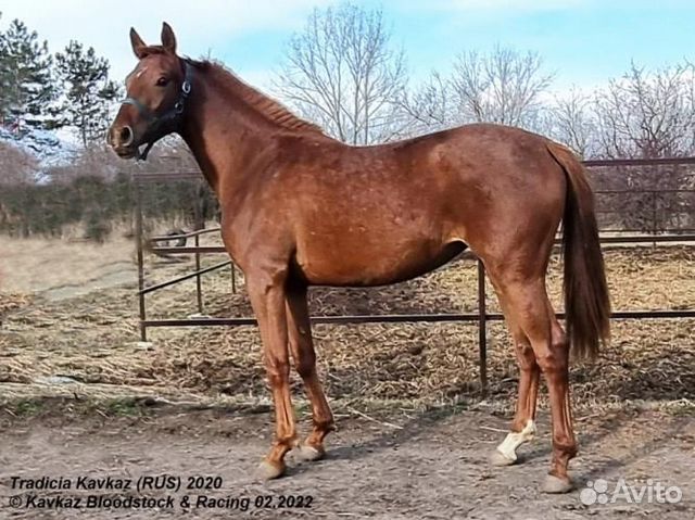 Сайхан Араб гуу зарна