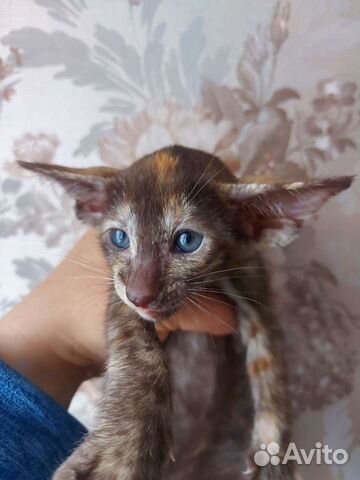 Чудесная Красотка ориентальной породы