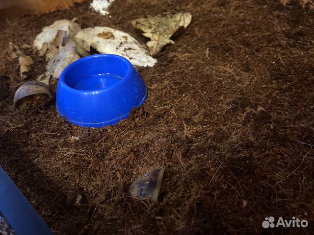 Улитки ахатины