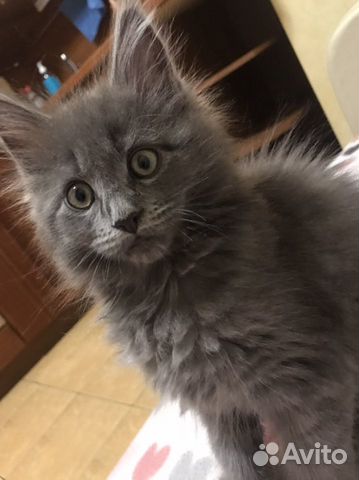 Кошка мэйн кун