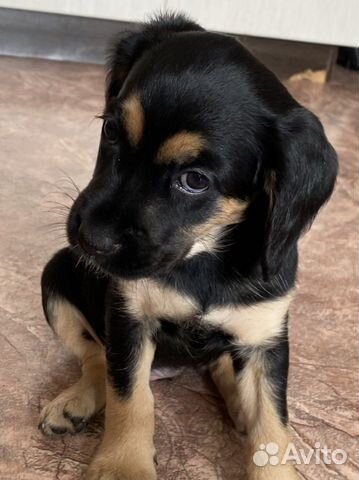 Коккер спаниель щенки