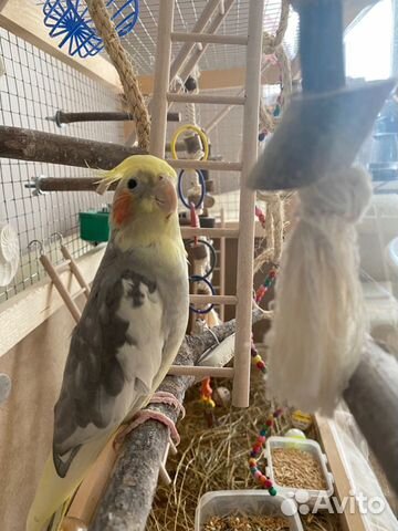 Корелла ручной говорящий