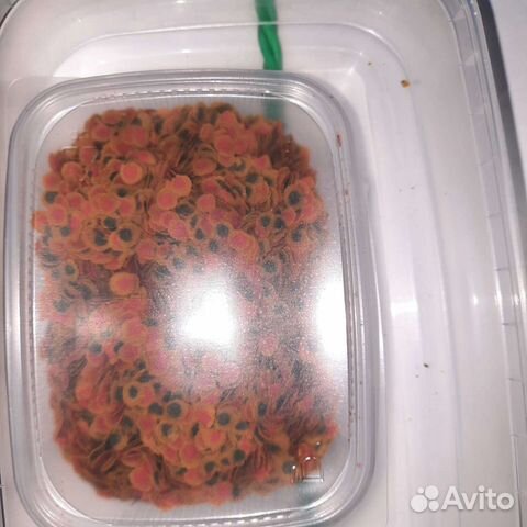 Рыбки скалярии