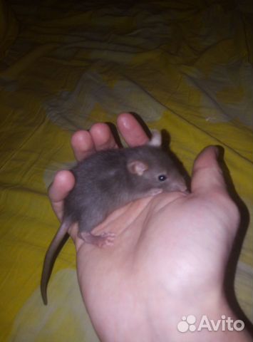 Декоративная крыса