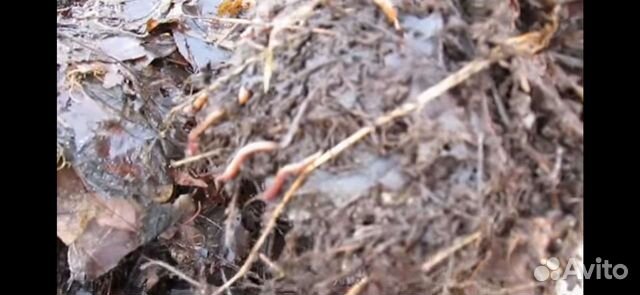 Калифорнийские черви