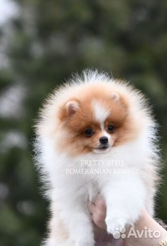 Померанский шпиц мальчик патиколор