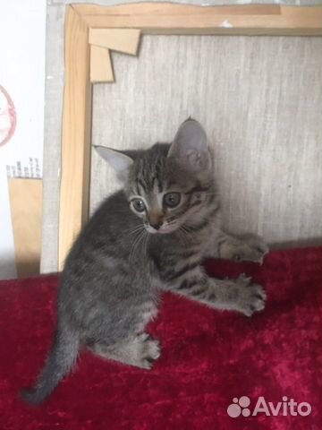 Котёнок девочка 2 месяца