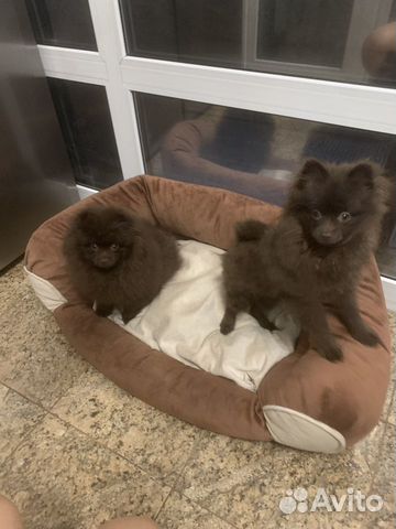 Продажа собак шпиц