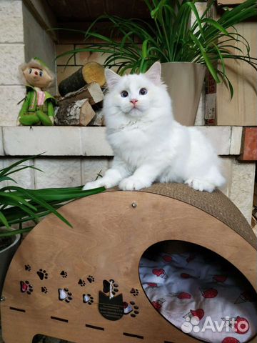 Котёнок рэгдолл