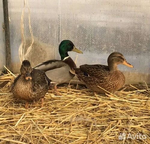 Селезень подсадной утки