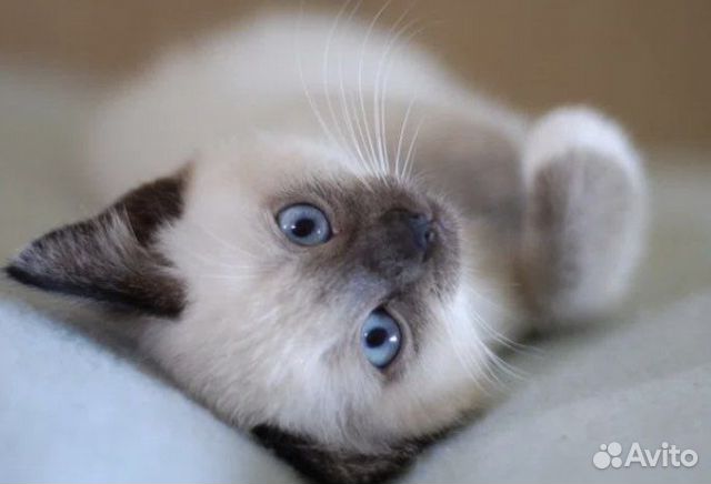 Сиамский котенок