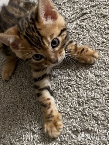 Бенгальские котята