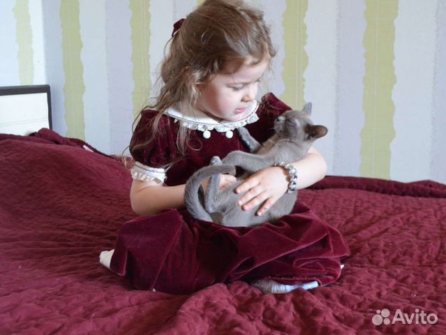 Котенок бурма лиловая, девочка