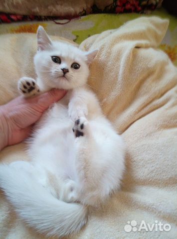 Красавчик и Умняшка