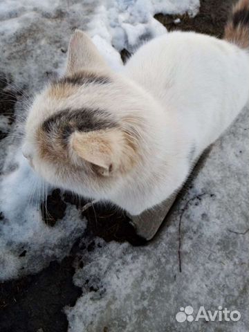 Животные в добрые руки