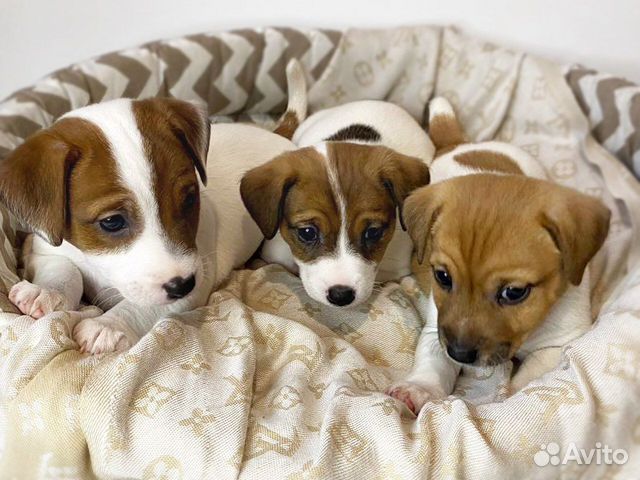 Джек Рассел терьер