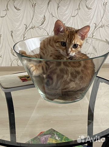 Бенгальские котята