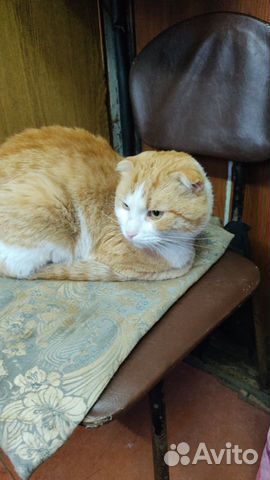 Котик в добрые руки