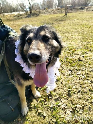 Большой и добрый пёс Шерман тоскует в клетке