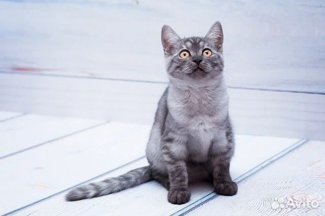 Котята ищут дом