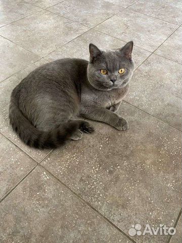 Шотландский кот вязка
