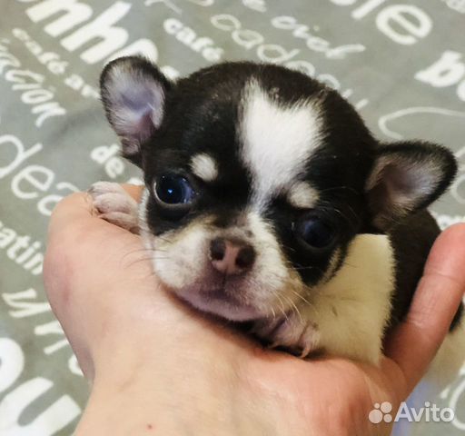 Чудо малышка