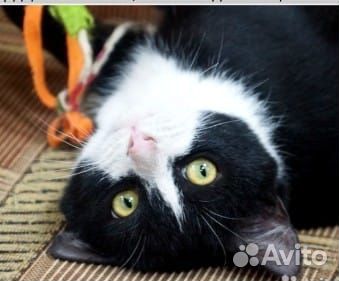 Котофей в добрые руки
