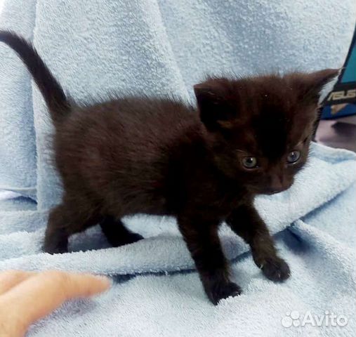 Котенок Чарли 2 мес пора забирать из вагончика