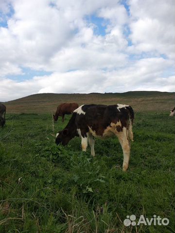 Продам телят