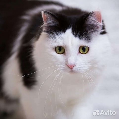 Кошка в добрые руки