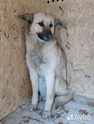 Собака -улыбака