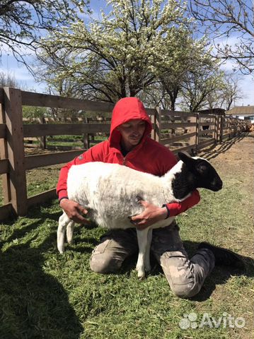 Дорпер ярочки