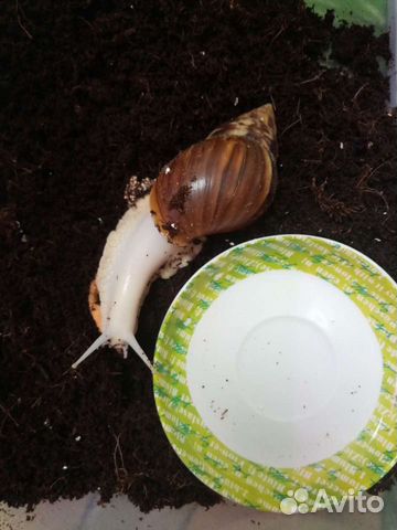 Сухопутная улиточка