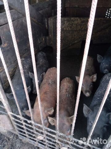Поросята
