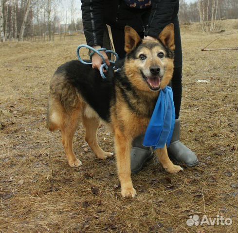 Собака ждет спасения из клетки
