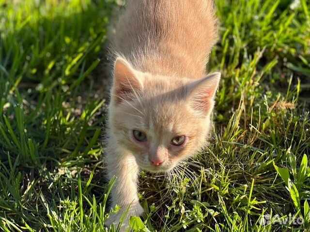 Котята в добрые руки бесплатно