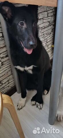 Собака дворняжка