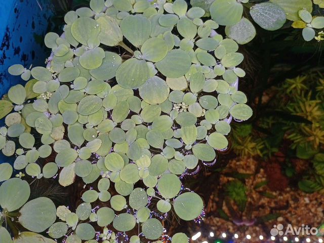 Пистия. Аквариумное растение. Прополка