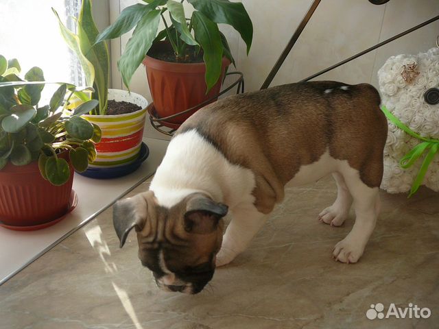 Французский бульдог Шелли