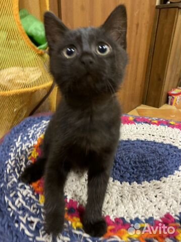 Черный Кот 2,5 месяца