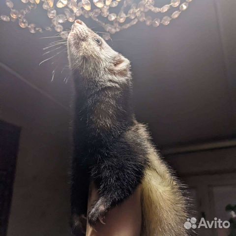 Хорек с клеткой