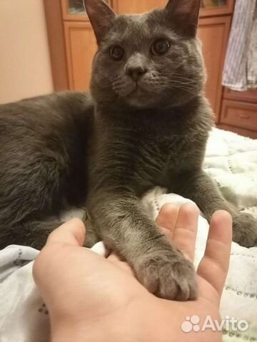 Отдам в хорошие руки кота