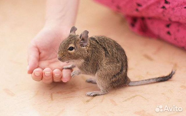 Дегу, хомячки, шиншиллы, свинки, песчанки, крыски